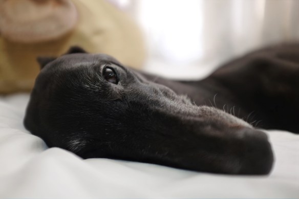 Lucy Like-a-Charm – Elemental Empathic Resonance. | Dawn-joy Leong