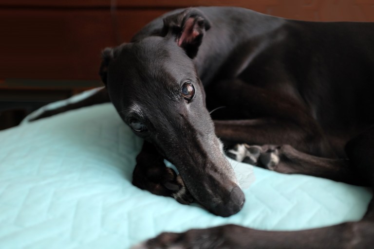 Lucy Like-a-Charm – Elemental Empathic Resonance. | Dawn-joy Leong